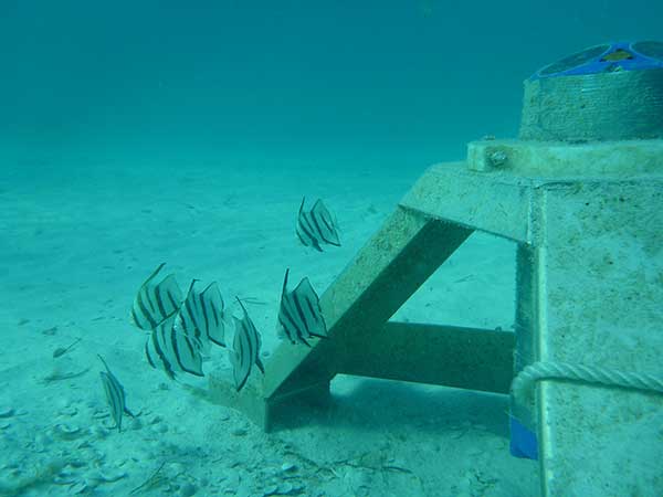 Sentinel V Waves Array